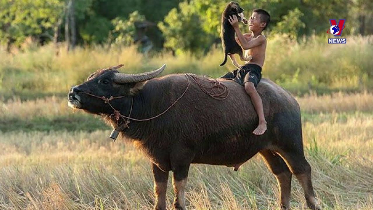 Buffalo in Vietnamese culture - YouTube