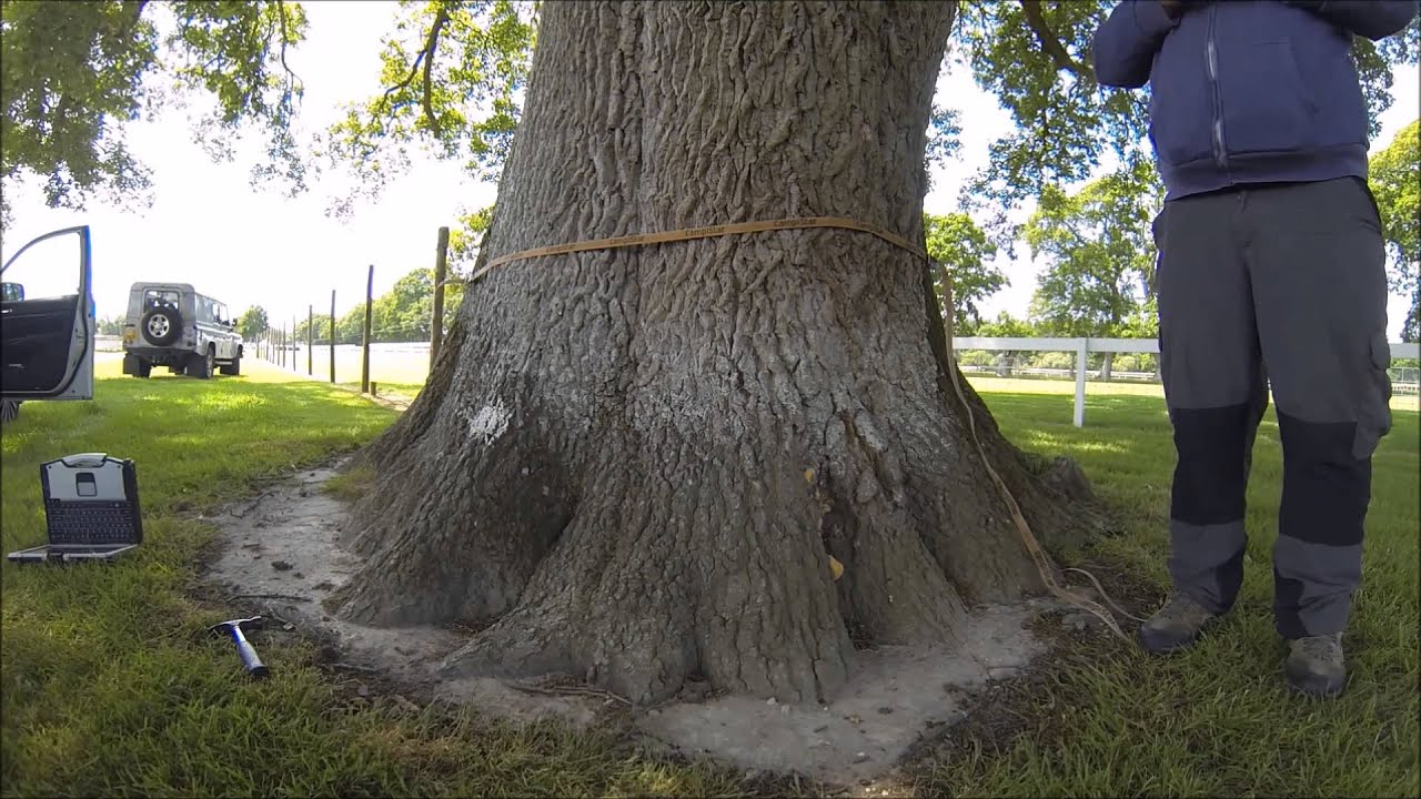 Oak - Picus Tomograph - New Forest - YouTube