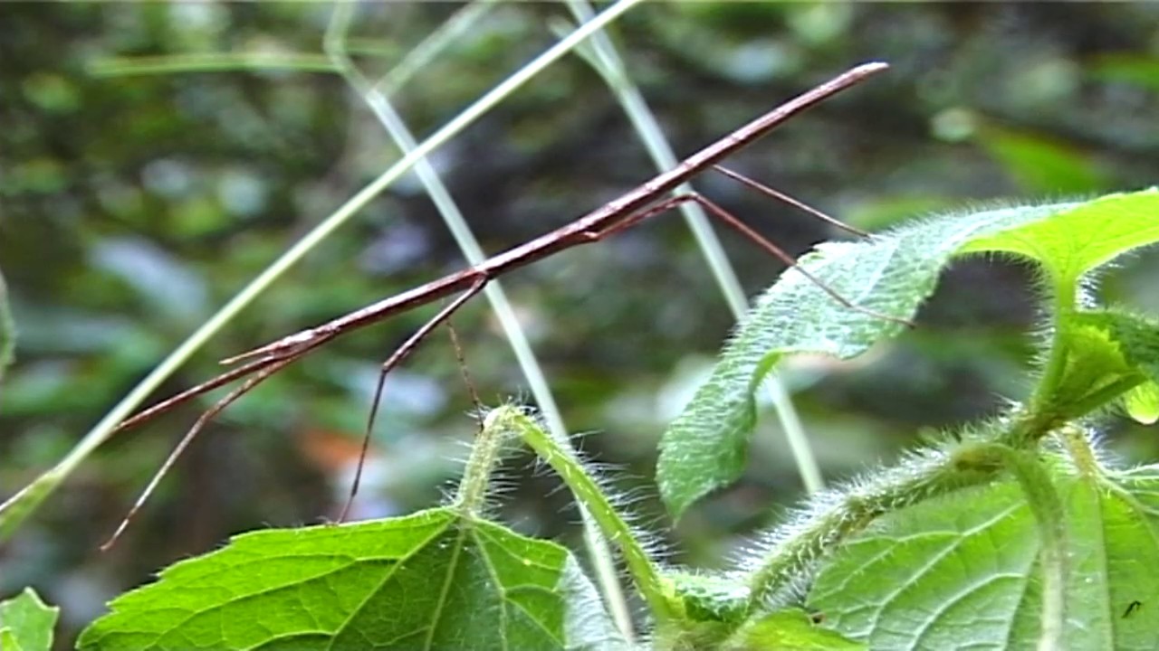 PHASM 01 02 (22 sec) - YouTube