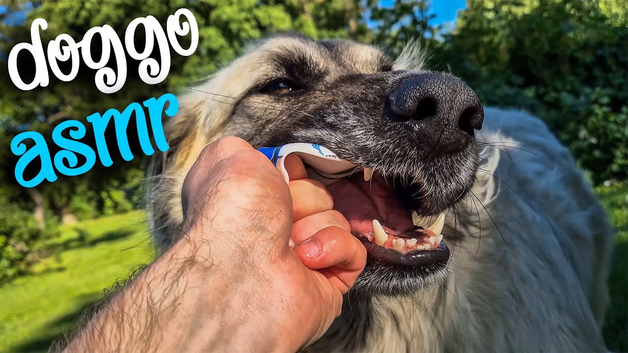 Dog ASMR | Grunting, Panting, Eating, Playing | 🐶 Gorlock The Destroyer ...