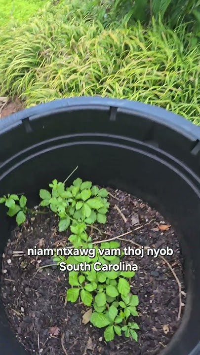 Mus Saib Teb 5/9/2025 - YouTube