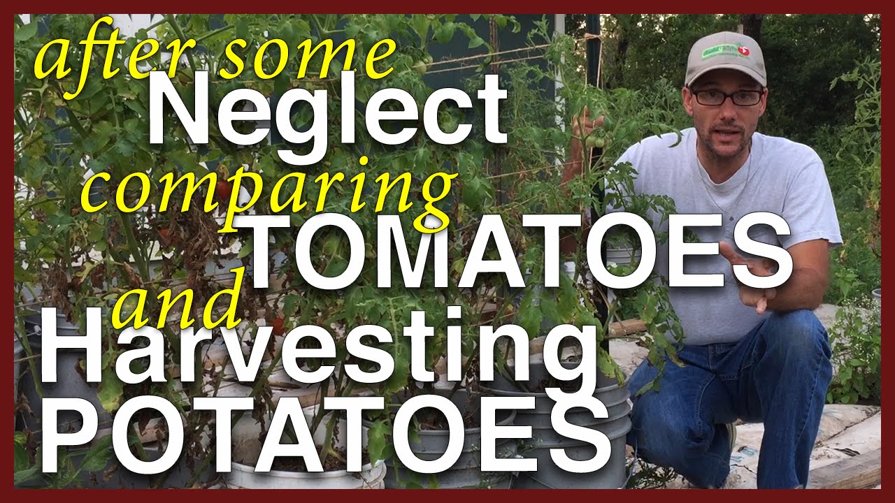 Garden Neglect: Comparing Tomatoes, Harvesting Potatoes and a tour of ...