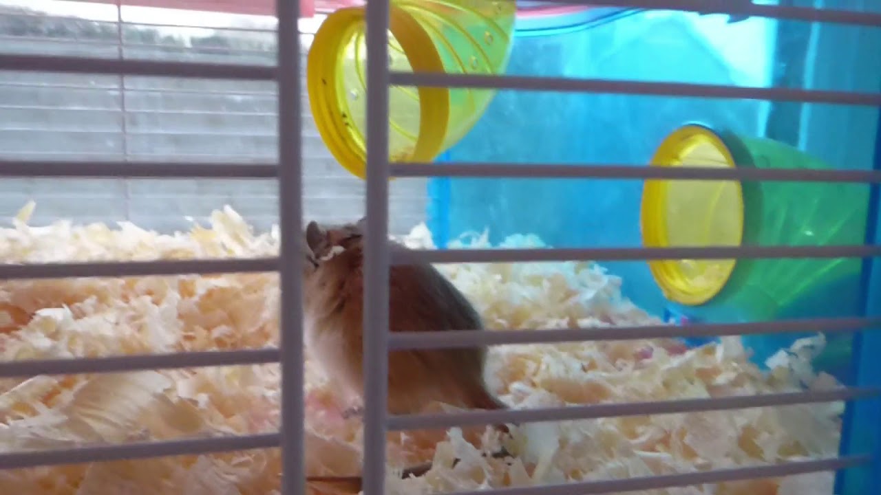 Gerbil foot stamping - YouTube