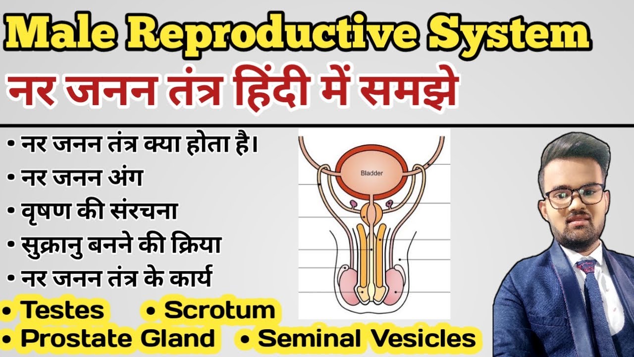 Male Reproductive System In Hindi Structure Of Testis
