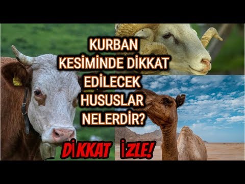KURBAN KESERKEN NELERE DİKKAT ETMELİYİZ? 2019 MUTLAKA İZLEYİN...