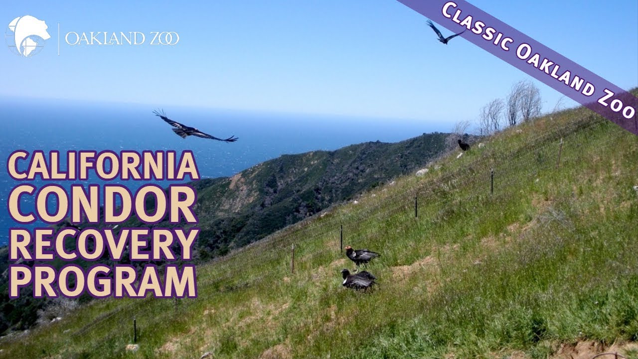 Oakland Zoo Links Up With the California Condor Recovery Program - YouTube