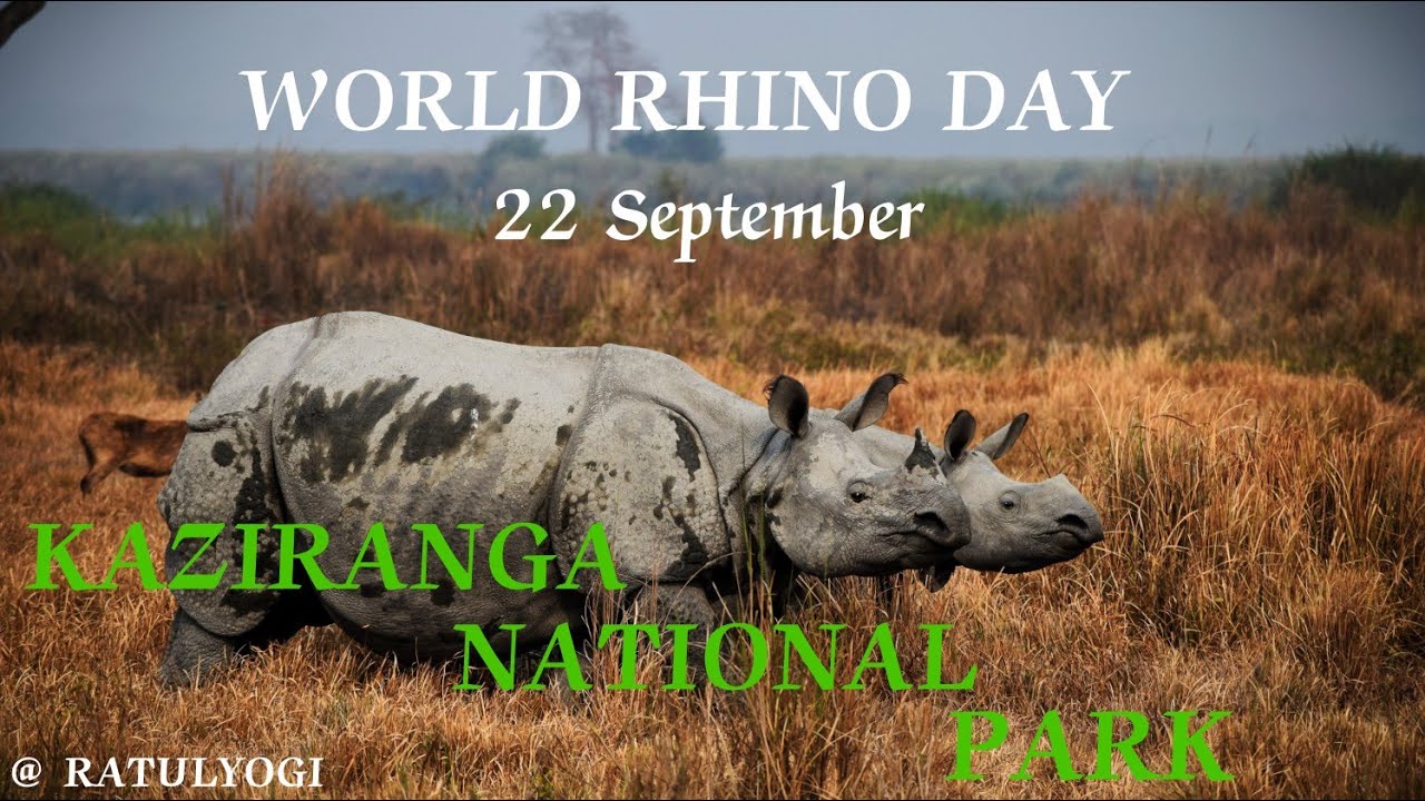 WORLD RHINO DAY 22 September || KAZIRANGA RHINOS || First Video - YouTube