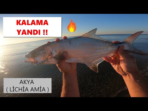 LRF JİG İLE AKYA AVI - LİÇA AVI ( LİCHİA AMİA ) ANTALYA ATÇEK BALIK AVI