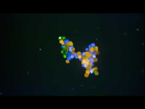 3-Cell interaction Network | Programming Multicellular Assembly w/ Synthetic Cell Adhesion ...