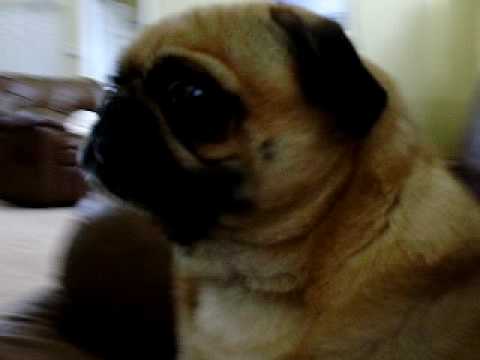 Pug Snarls - YouTube