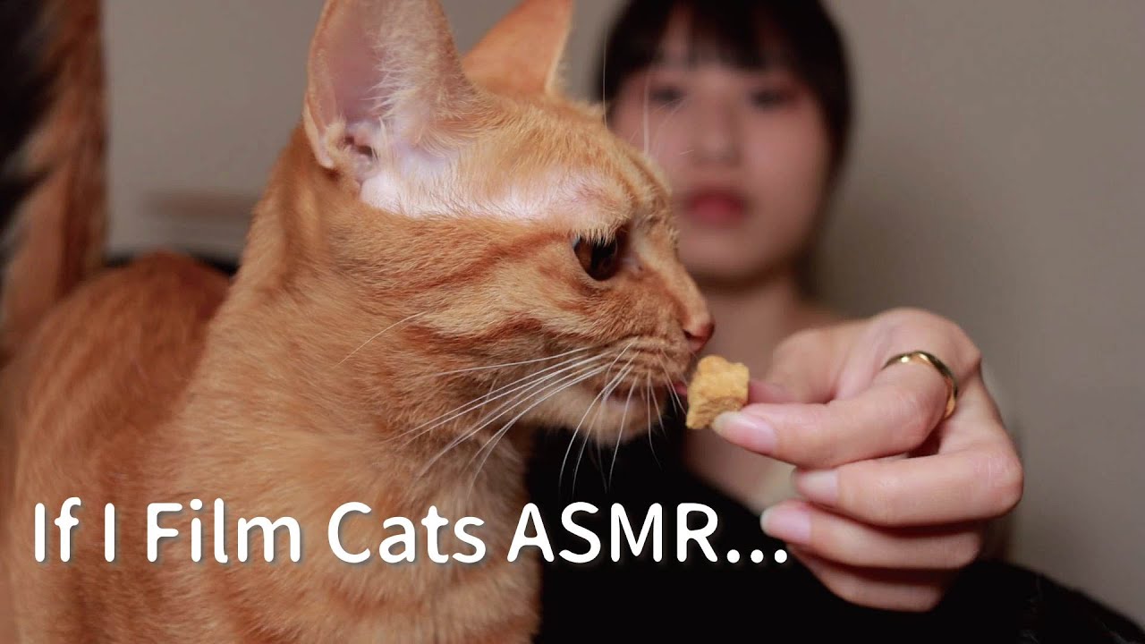 【ASMR】如果我拍了貓咪ASMR...?｜If I Film Cats ASMR... - YouTube