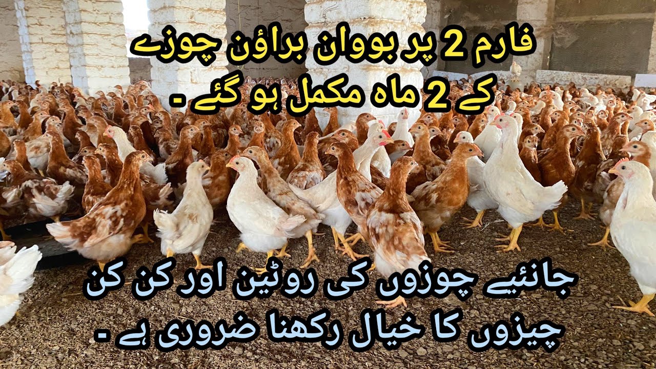 Bovans brown farming | poultry farming in Pakistan | highest egg laying ...
