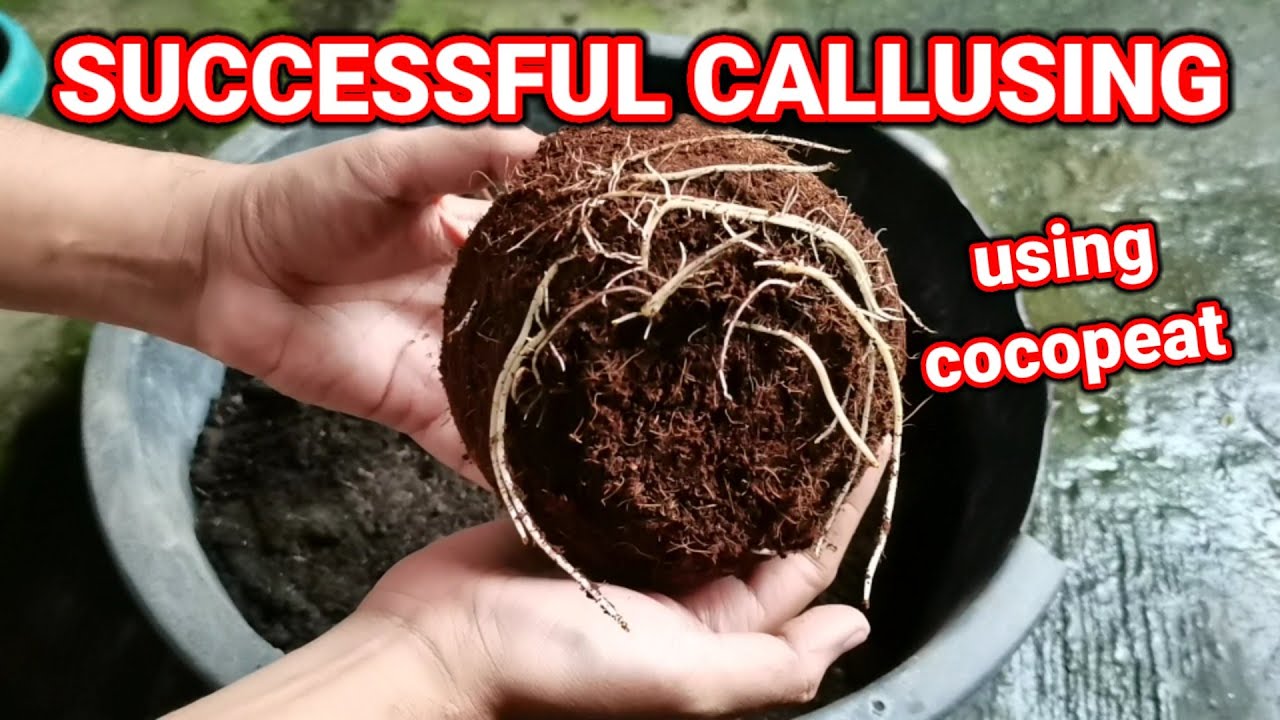 CALLUSING METHOD | Callus Grape Cuttings | Successful Result - YouTube