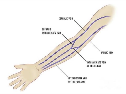 The course of the Basilic vein and its importances; A superficial vein ...
