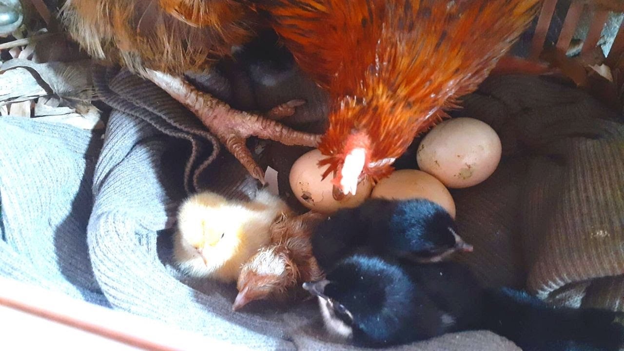 Nacimiento de Pollitos con Gallina Cuidados Y Recomendaciones - YouTube