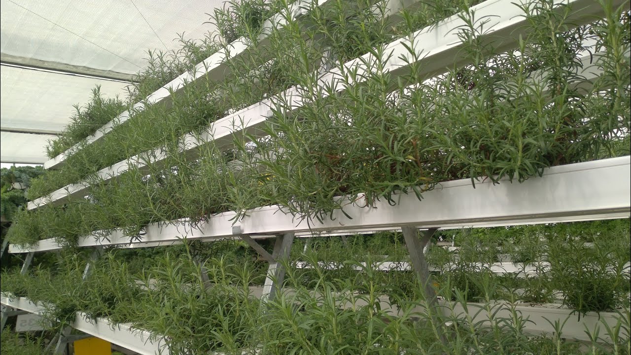 hydroponics rosemary ( Herb 🌿 ) cultivation - YouTube