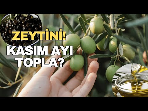ERKEN HASAT MI? GEÇ HASAT MI? Sofralık ve Yağlık Zeytin Hasadında Doğru Zaman?