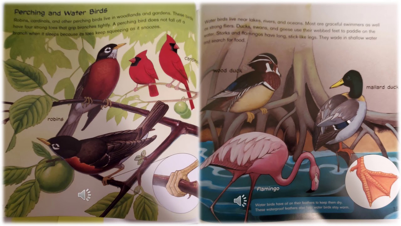 Birds MM Day 2 - YouTube