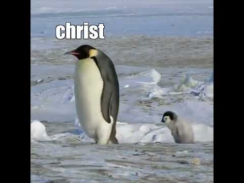 Derpy Penguins - YouTube