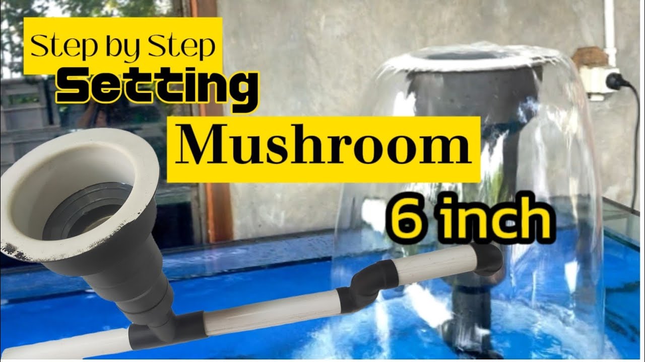 Step by Step Mushroom Setting 6 inch for Mega tank GoldFish || Proses ...