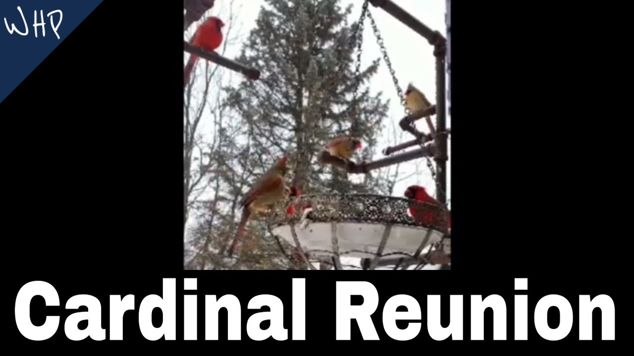 Cardinal Reunion - YouTube
