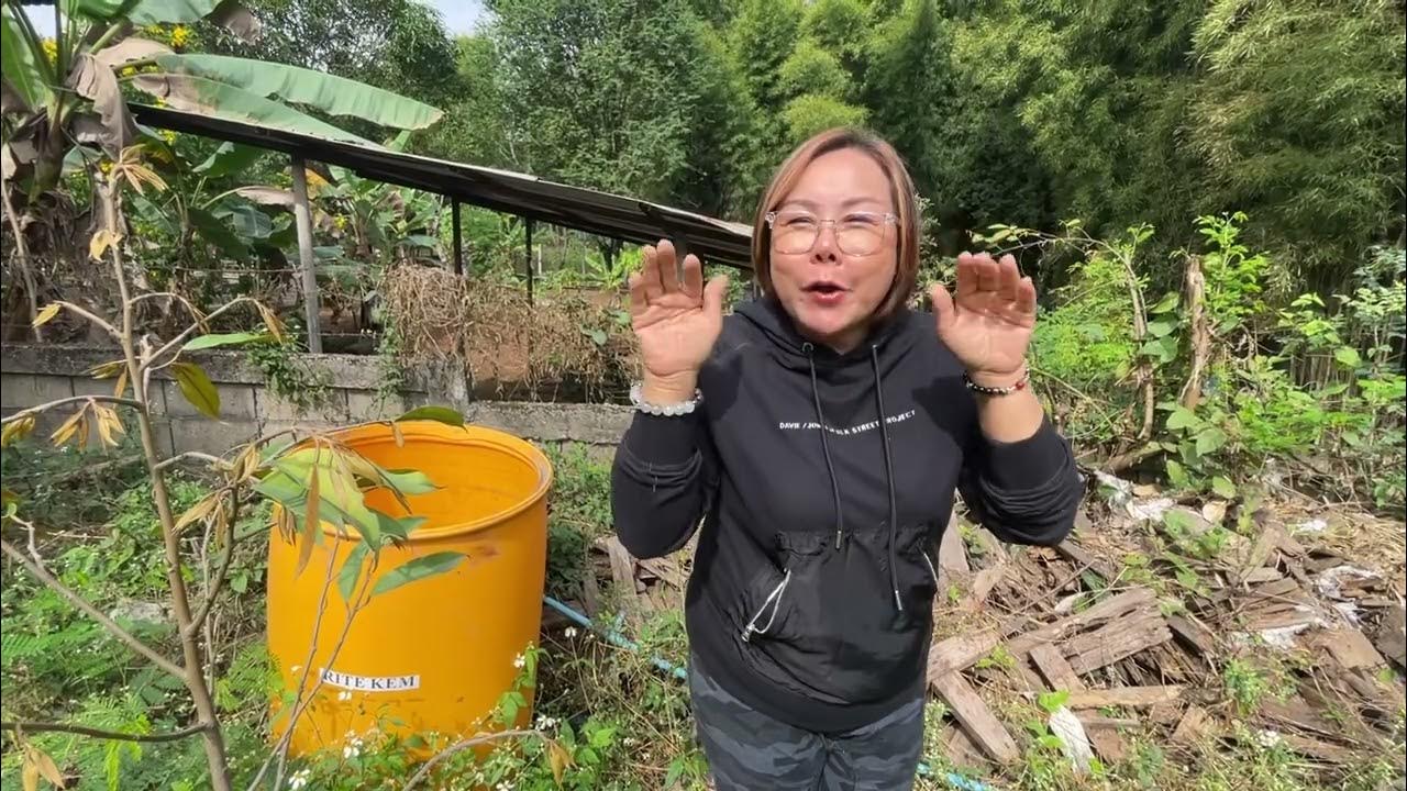 Ep.898 รีวิว พืชทนแล้ง ต้นทุเรียนเล็ก?#มิสเตอร์ฮิวมัส - YouTube