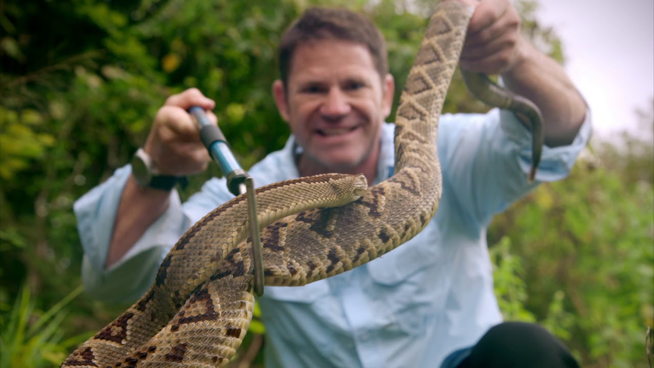 The Neotropical Rattlesnake - YouTube