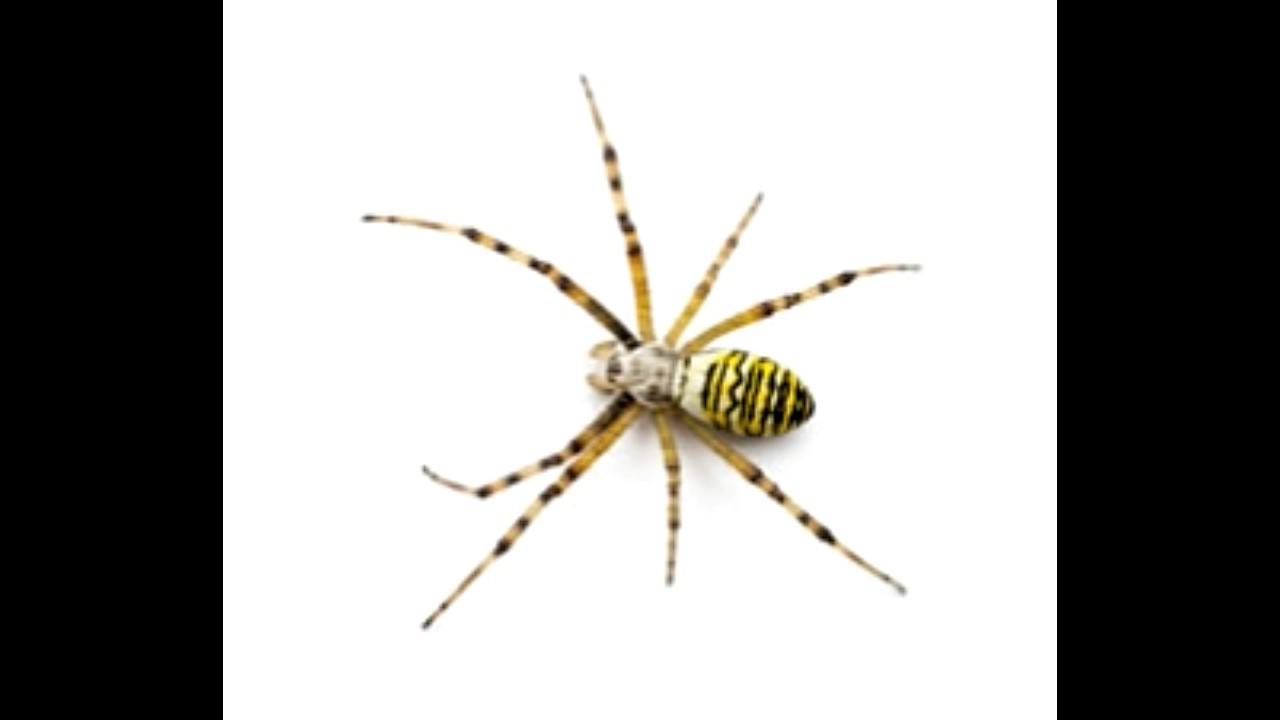 All You Need to Know About the Yellow and Black Spider - YouTube