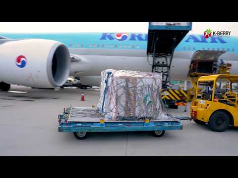 [K-BERRY🍓] Introduction of Korean export strawberry varieties and exporting process ✈️