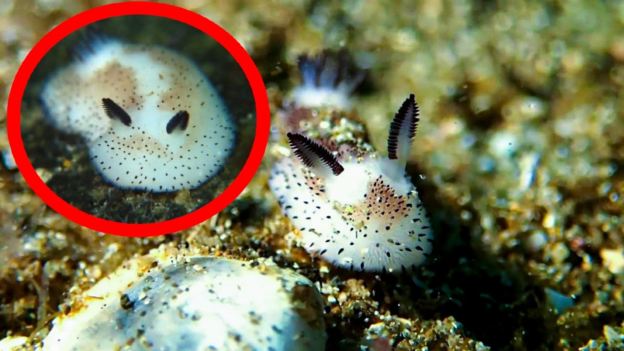 El Conejo de Mar: "La Babosa más tierna del Océano" 🌊 - YouTube