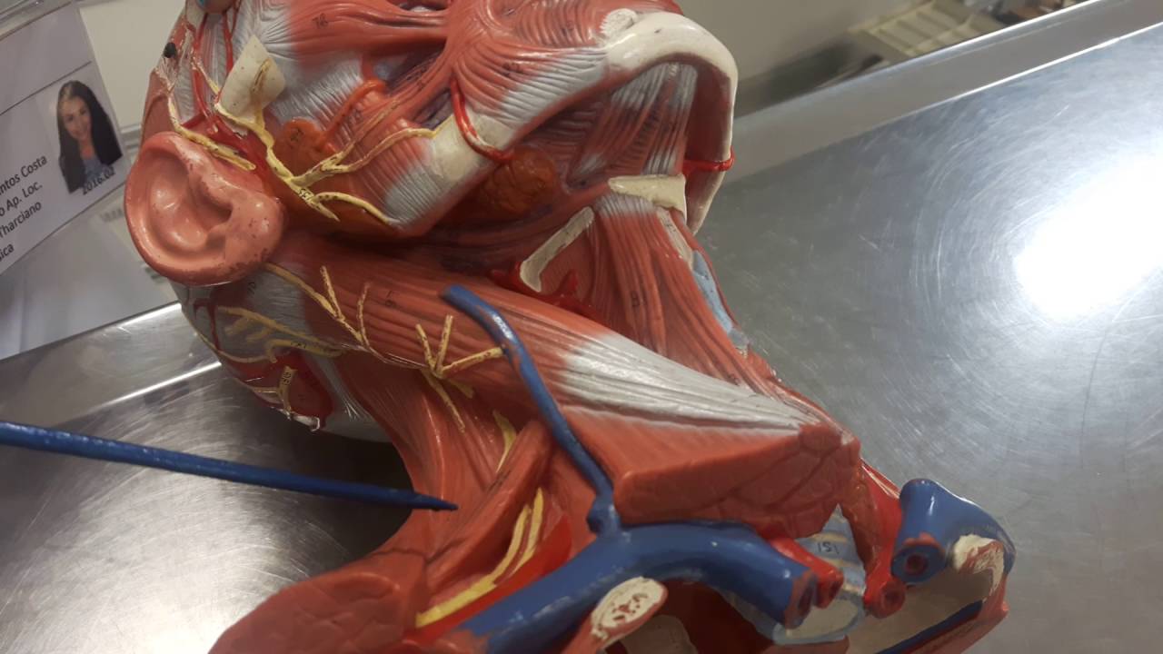 Aula 5 - Músculos do Pescoço - YouTube