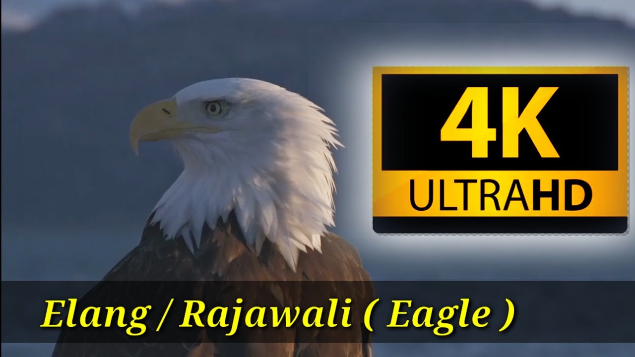 EAGLE video 4K , Burung ELANG Rajawali Wildlife 🦅 #elang #rajawali ...