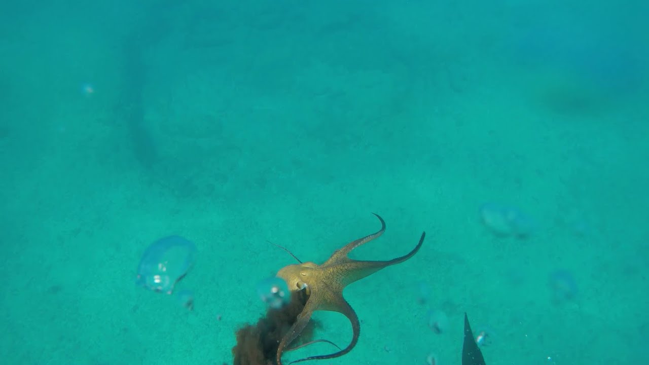 |OAHU SPEARFISHING TAKO (OCTOPUS) ACTION| (HAWAII) - YouTube
