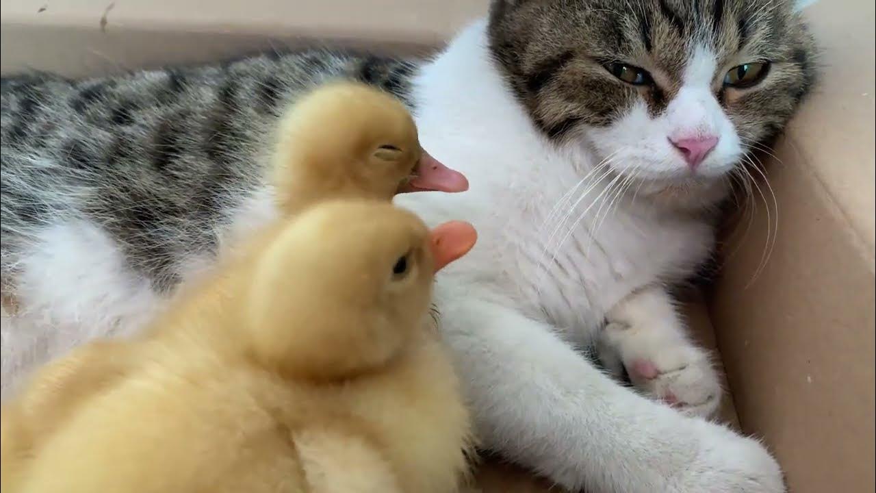 The hen was surprised. The kitten takes care of the duckling as if it were her own child. - YouTube