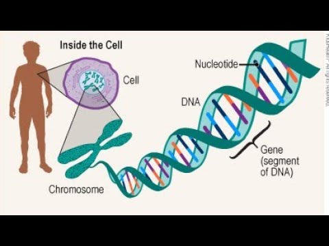 Genetics / 🧬 Life Sciences / Grade 12 - YouTube
