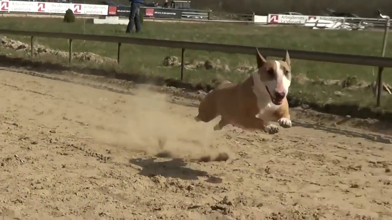 Bully Run 2015 Bull Terriers Standard & Miniature - YouTube
