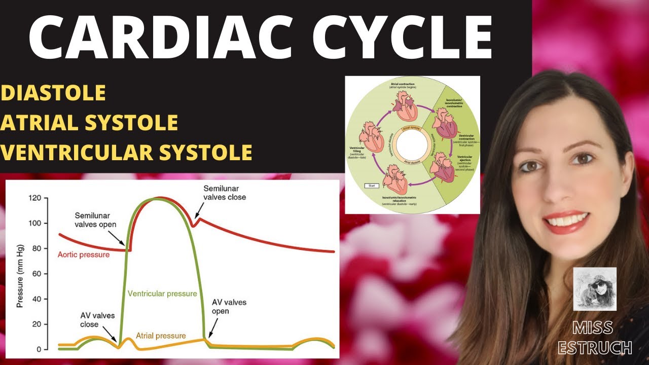 A-level- CARDIAC CYCLE. Diastole, atrial systole, ventricular systoles ...