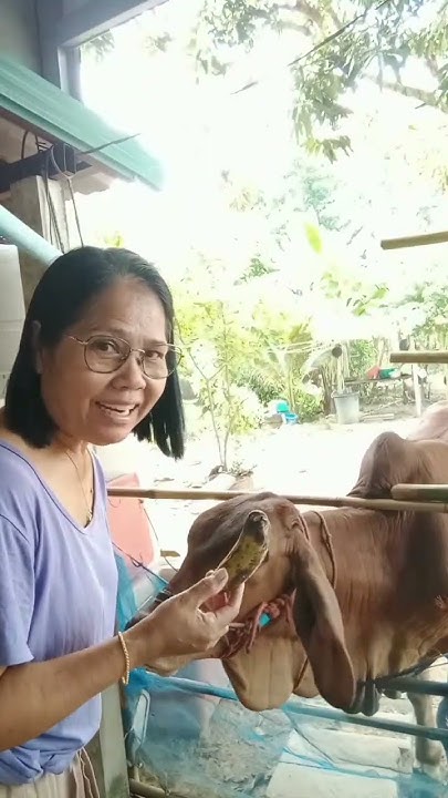 #วัวแสนรู้ #ชอบกินกล้วย#คนรักวัว #บ้านสวนฟาร์มสุข #foryou #freefire #voiceeffects #funny # ...