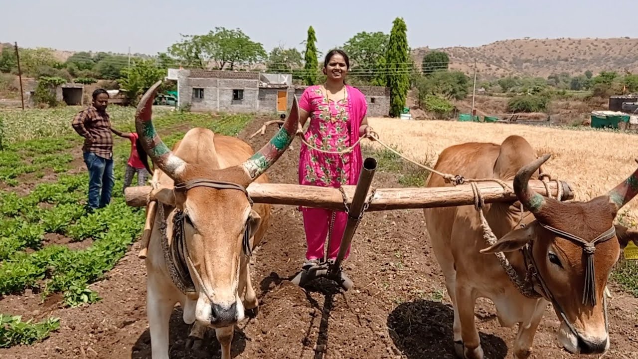 Antiquated method of plough by OX | Agriculture India - YouTube