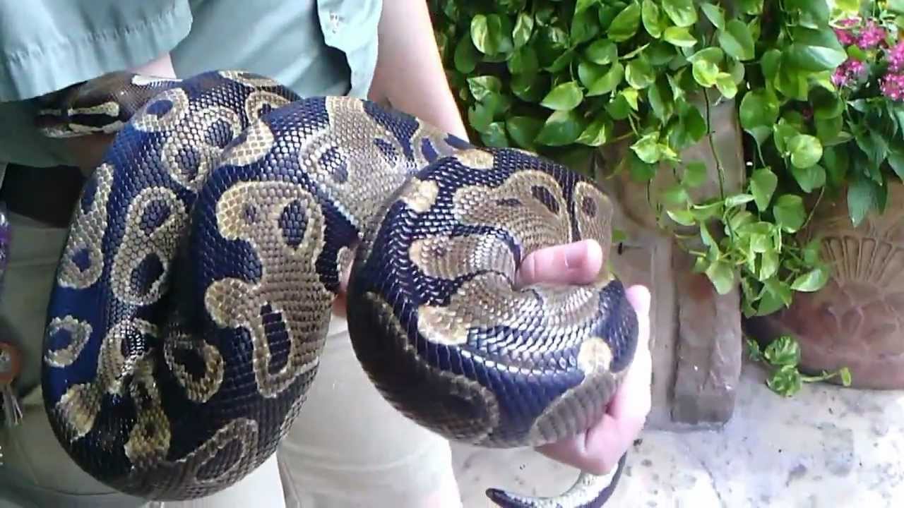 Busch Gardens at Tampa Bay- Snake - YouTube