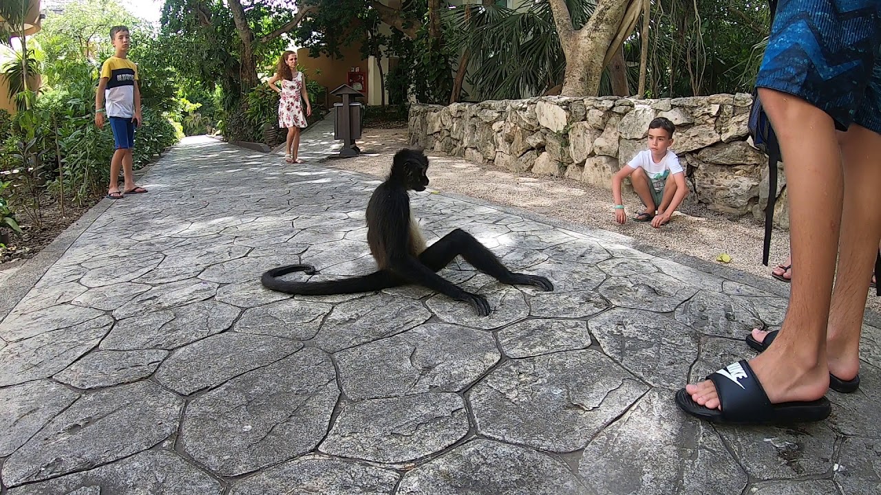 Playa Del Carmen, Sandos Caracol 2019 Monkey - YouTube