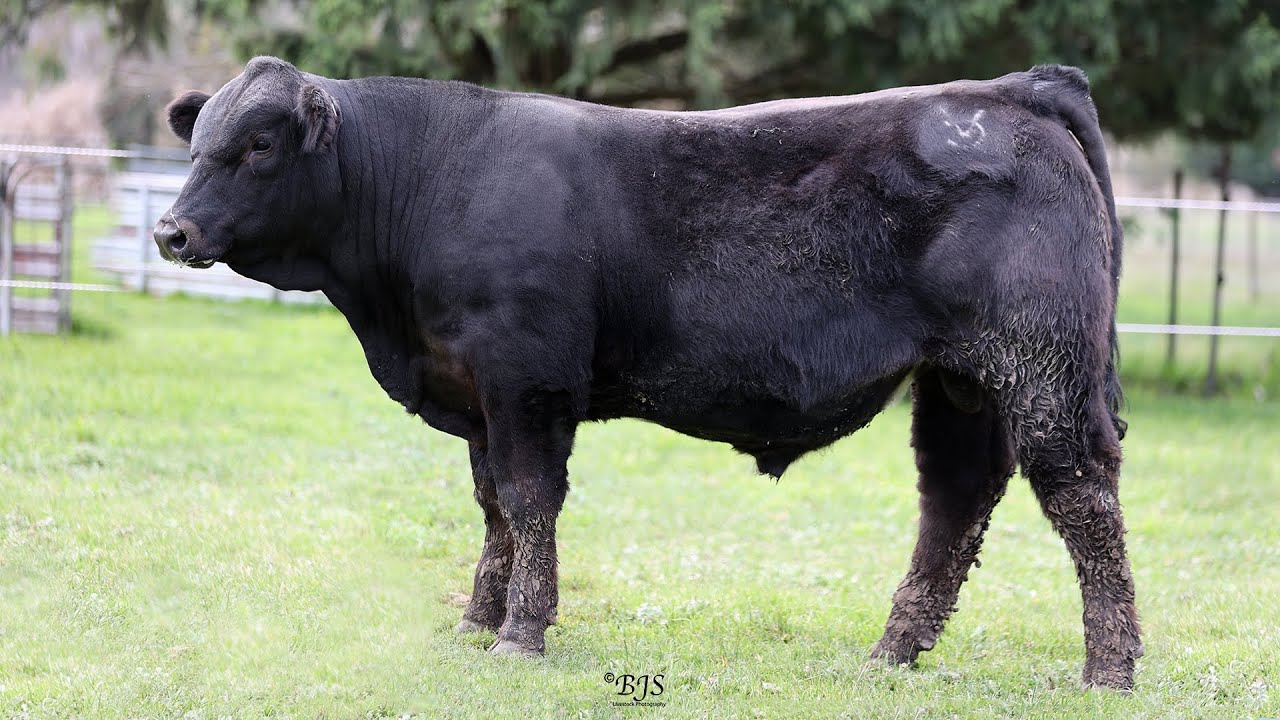 Lot 11 ZMJPT071 VC Simmentals Spring Online Sale 2023 - YouTube
