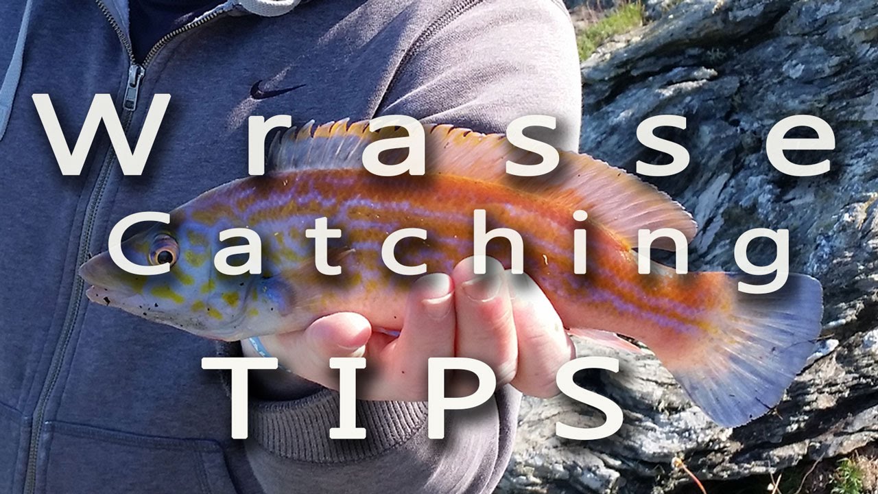 Wrasse Catching Tips. - YouTube
