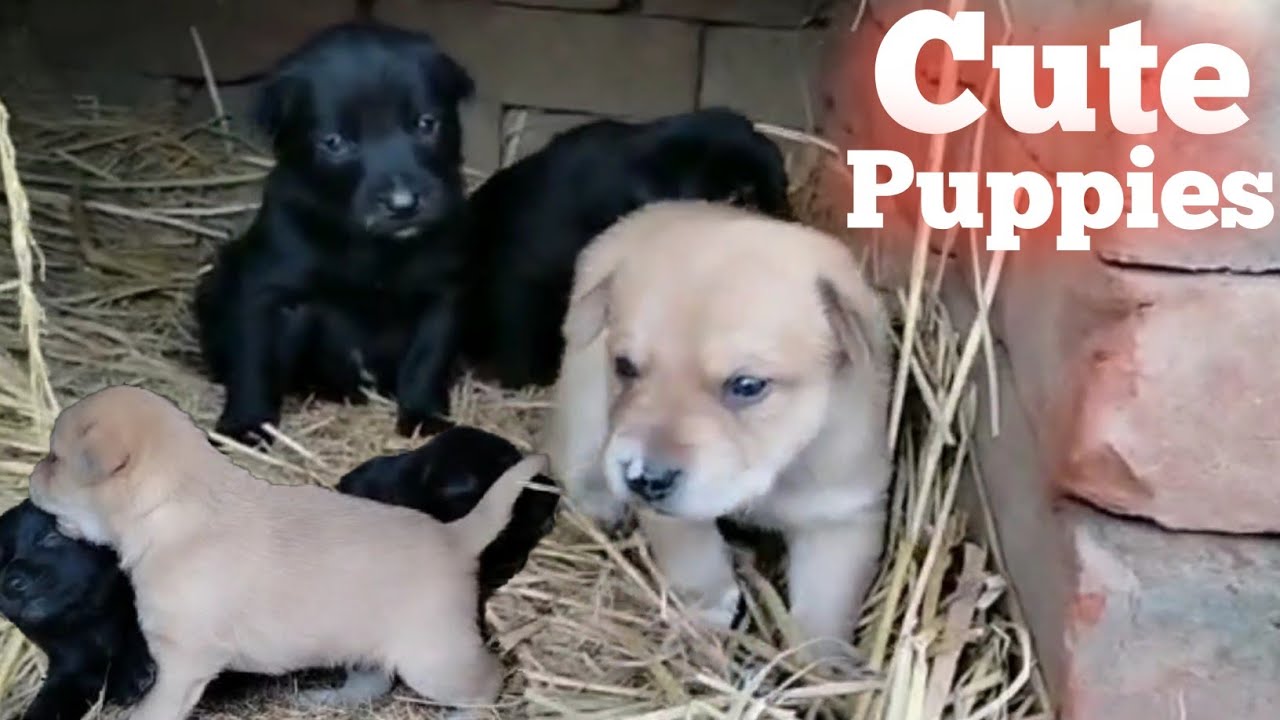 Puppy Video | Desi Cute Puppies Video |Baby Dog|Small Dog Baby|Cute ...