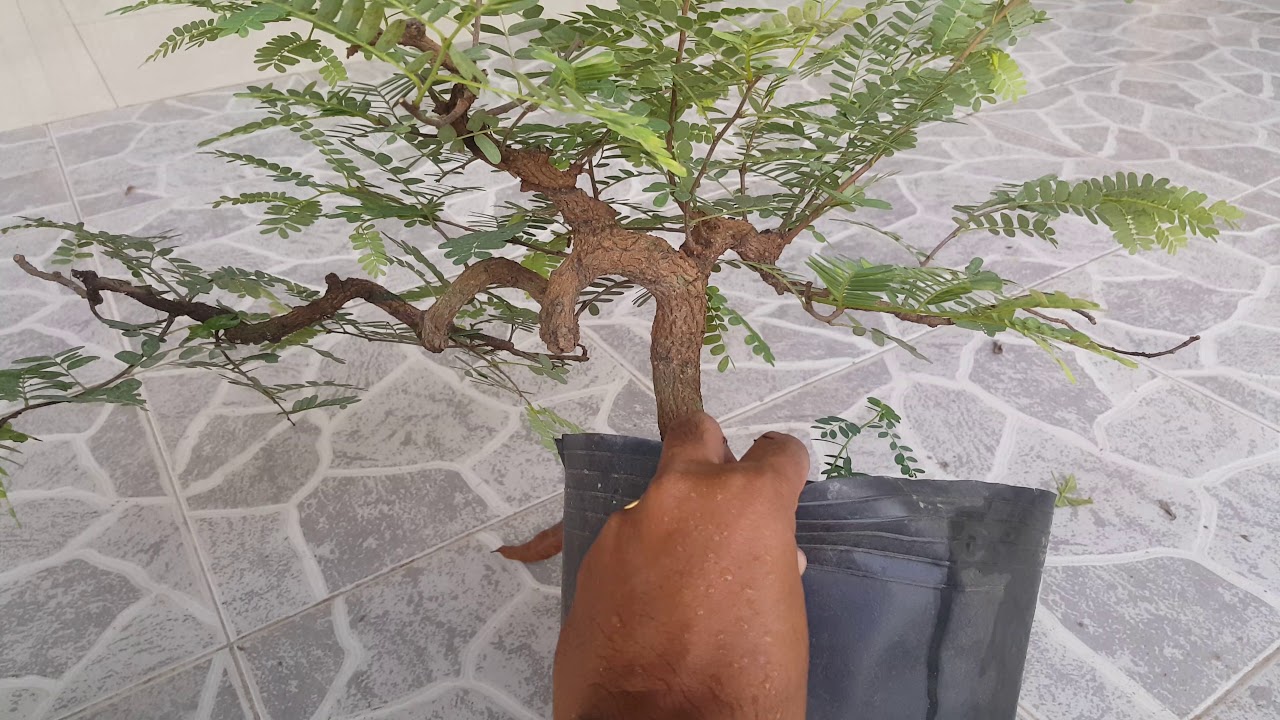 Me bonsai mini 200k 1cây lh 0973428928 - YouTube