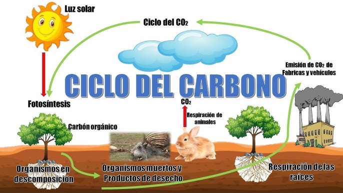 Ciclo Del Carbono Sencillo