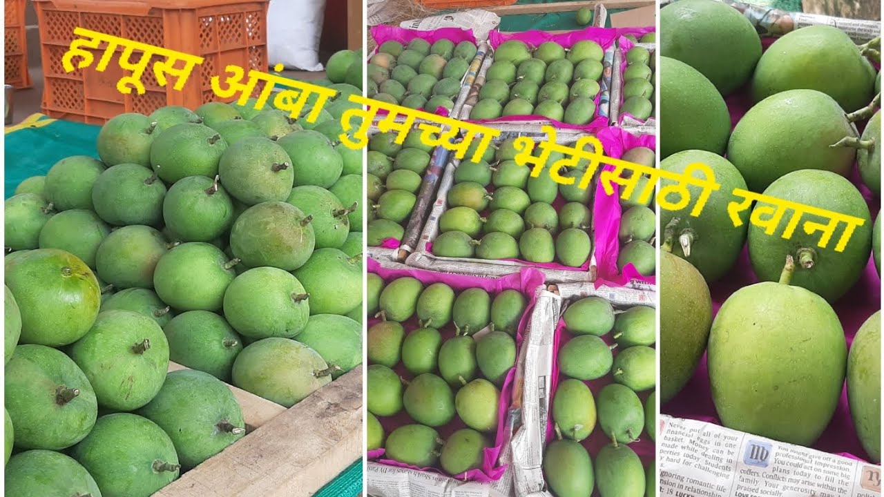 आंब्याची पेटी तयार करण्यामागची मेहनत | हापूस आंबा वाशी मार्केटमध्ये ...