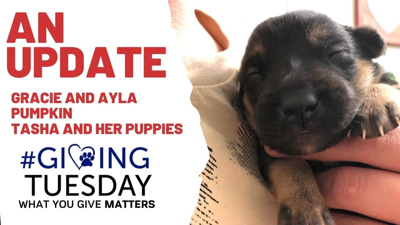 A Happy Update - Giving Tuesday Week 6 - YouTube