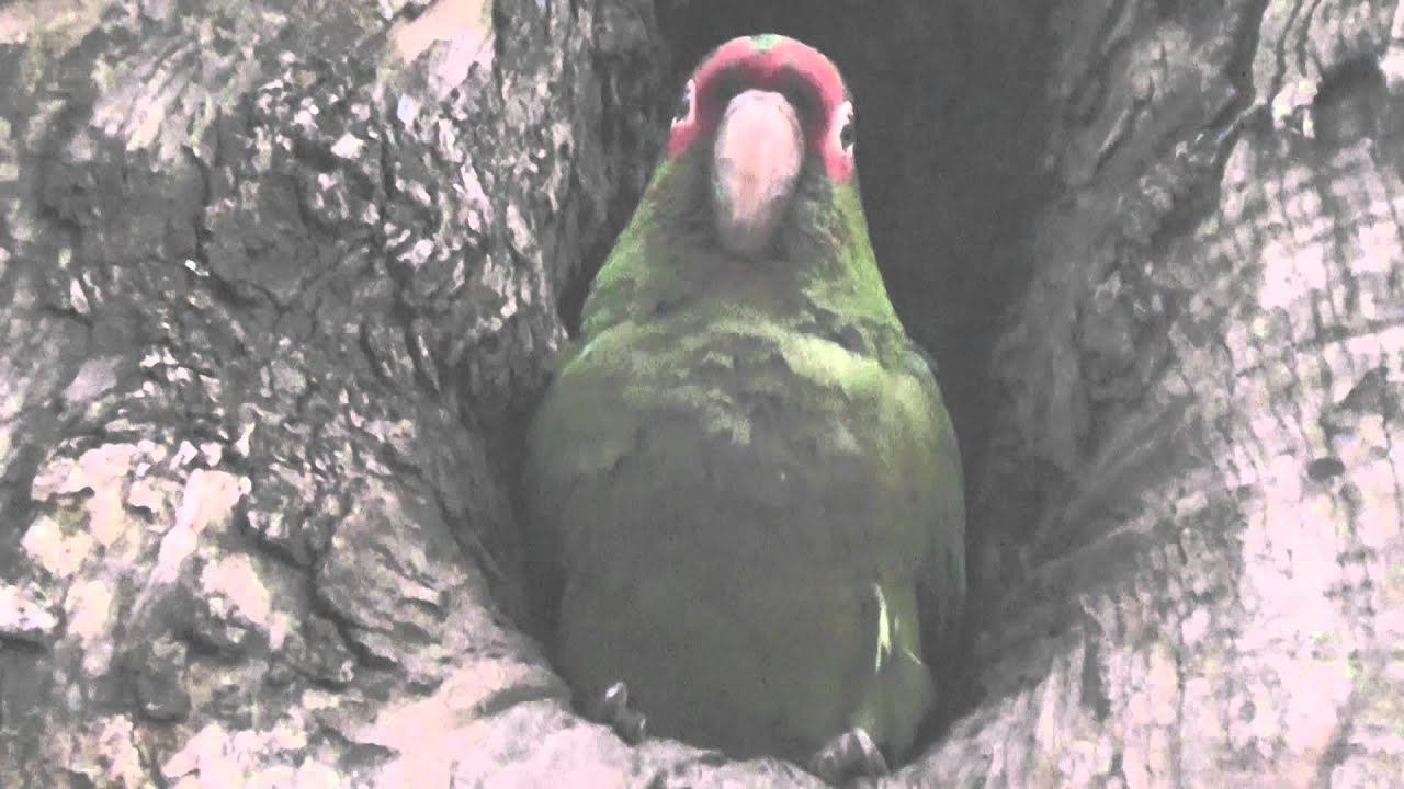 Cherry-headed Conure in Nesting Site, Lafayette Park - YouTube