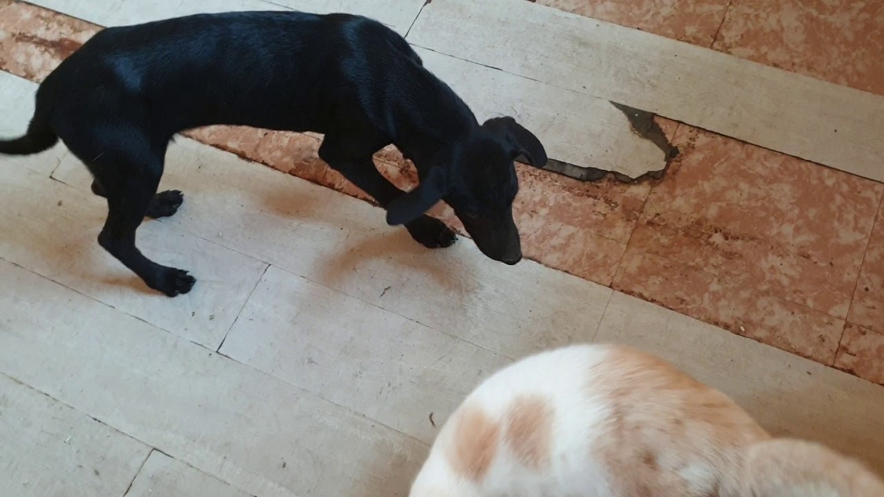 Anki is good with cat - YouTube